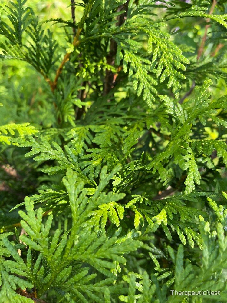 "Cedar" Sticker for Sale by TherapeuticNest | Redbubble