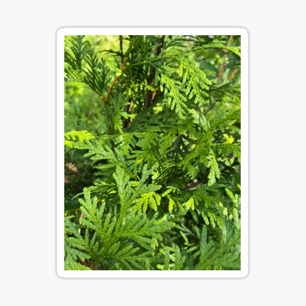 "Cedar" Sticker for Sale by TherapeuticNest | Redbubble