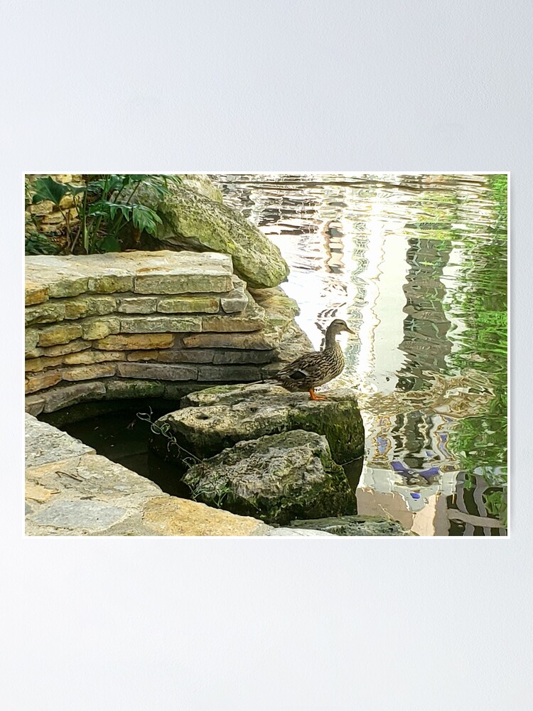 "Riverwalk Ducky" Poster for Sale by astroshadow | Redbubble