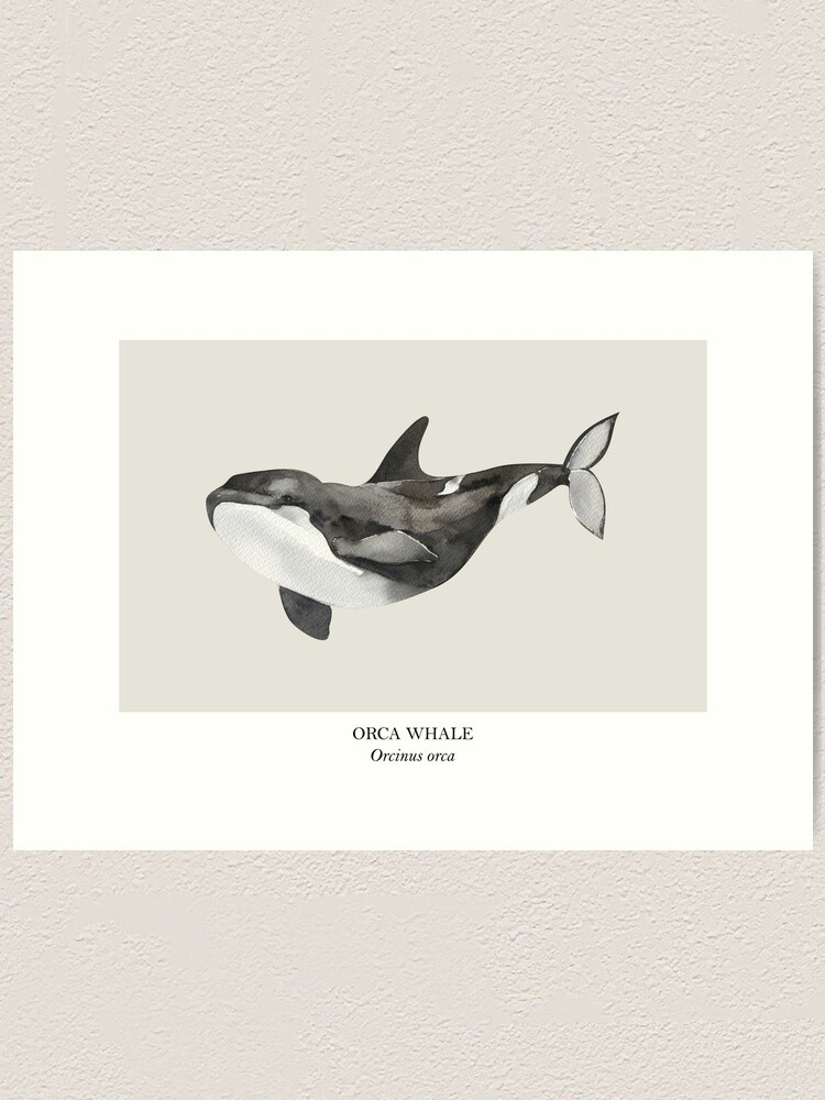 "Orca Whale | Linen Beige | Watercolour Sea Creature" Art Print for ...