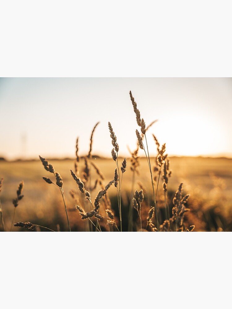 "WHEAT" Sticker for Sale by BE-FOCUS | Redbubble