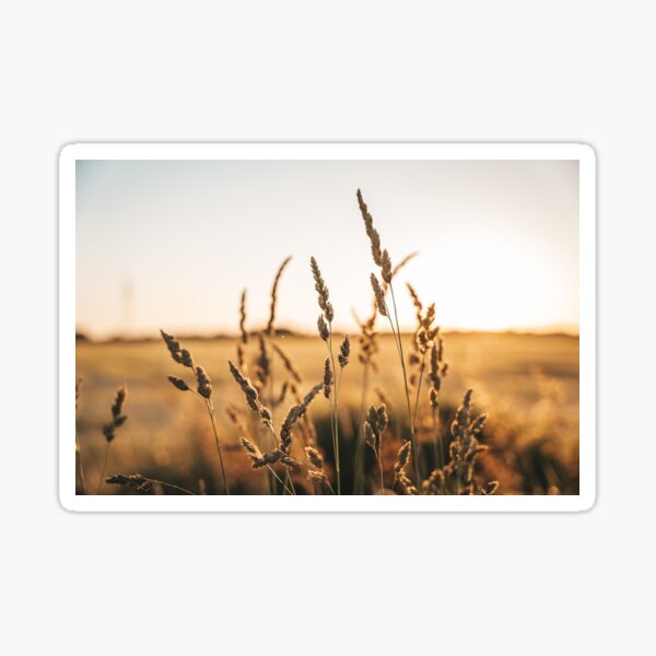 "WHEAT" Sticker for Sale by BE-FOCUS | Redbubble
