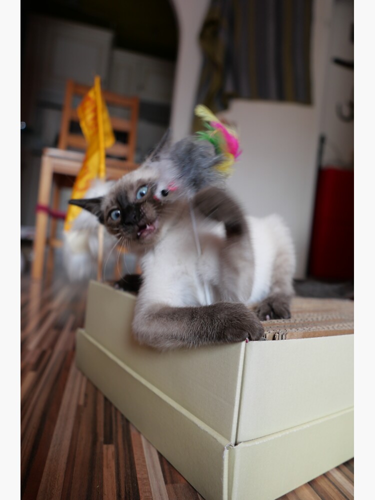 "crazy funny siamese cat kitten" Sticker for Sale by joannaphotoroom ...