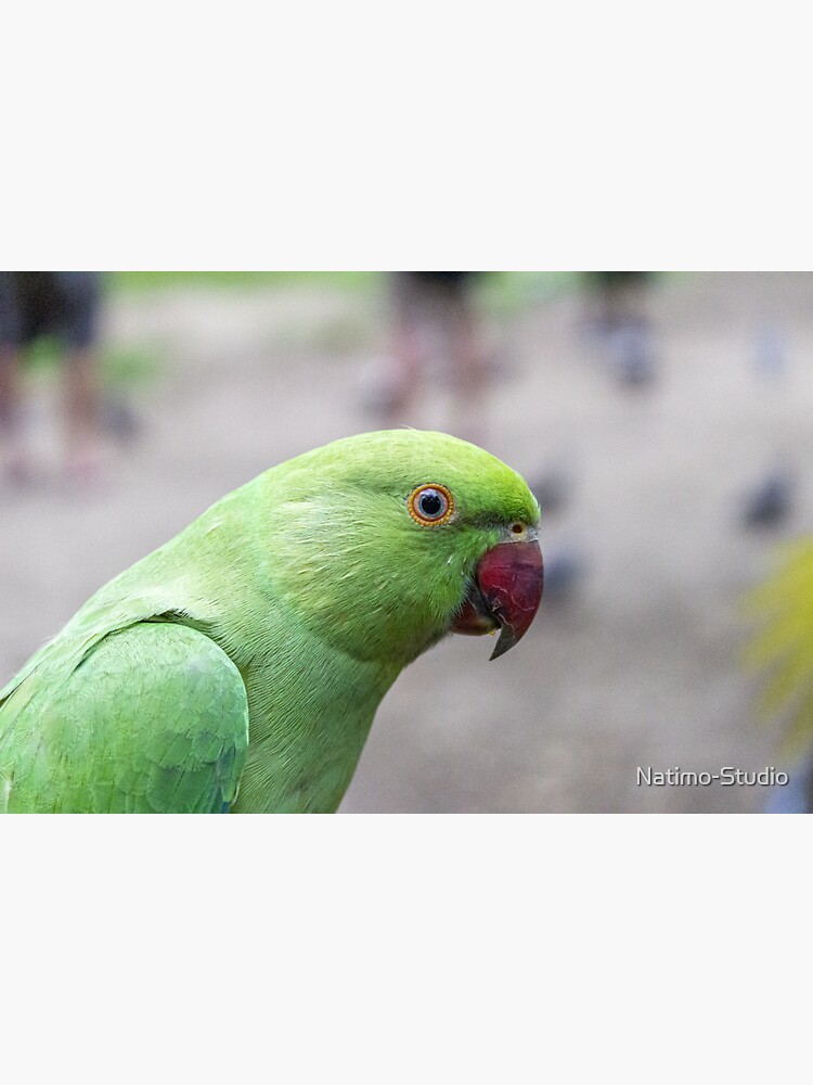 "Side profile of a parakeet" Sticker for Sale by Natimo-Studio | Redbubble