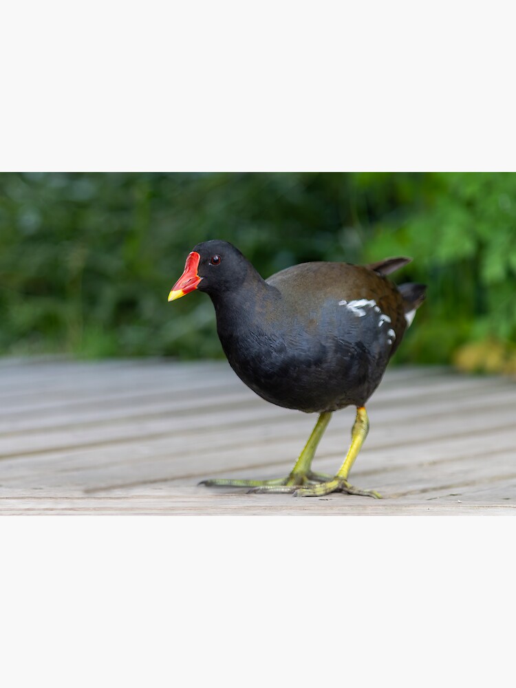"Moorhen on jetty" Sticker for Sale by mustardland | Redbubble