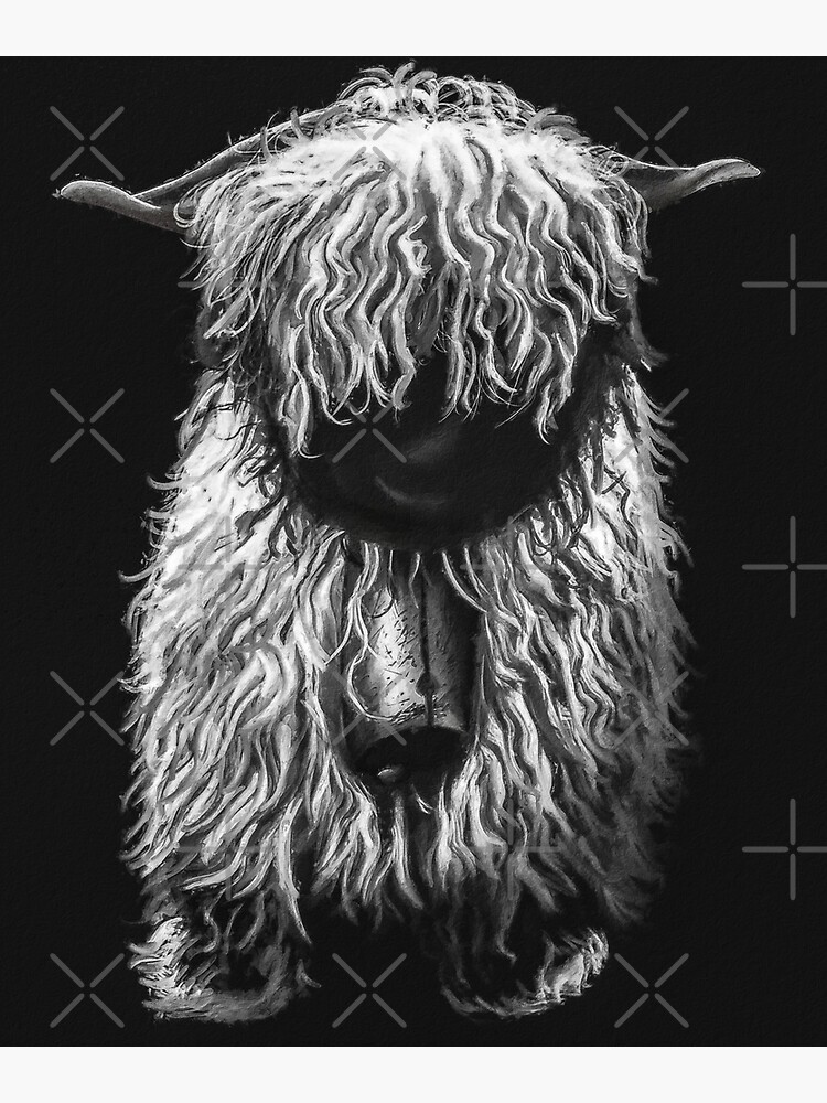 "Black And White Swiss Valais Blacknose Sheep, Fluffy Valais Blacknose ...