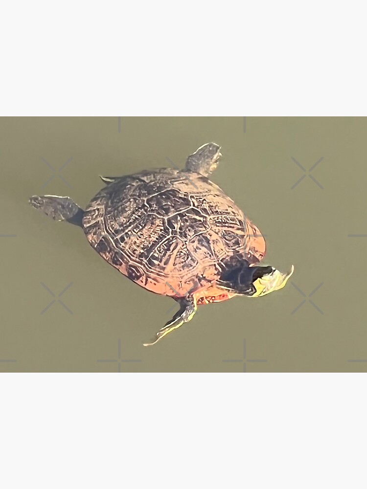 "Turtle Tee on a hot summer day - animal photos " Sticker for Sale by ...