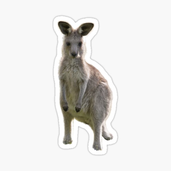 Cute Kangaroo Sticker For Sale By Bmhippy Redbubble