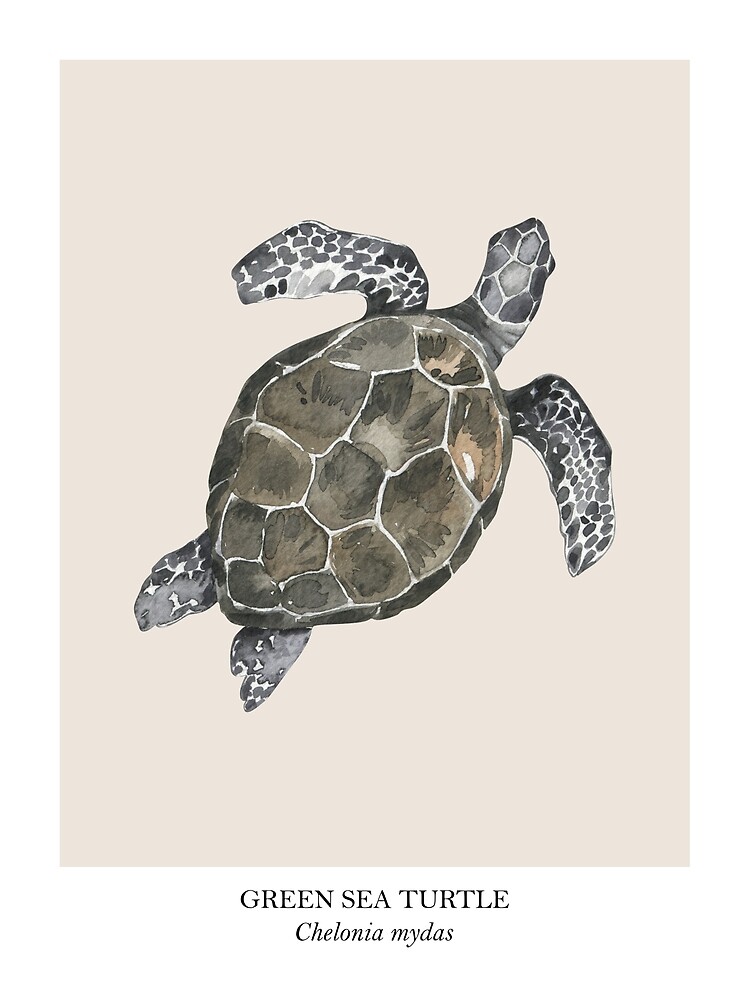 "Sea Turtle | Sand Beige | Watercolour Sea Creature" Poster for Sale by ...