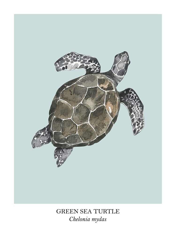 "Sea Turtle | Shell Blue | Watercolour Sea Creature" Poster for Sale by ...