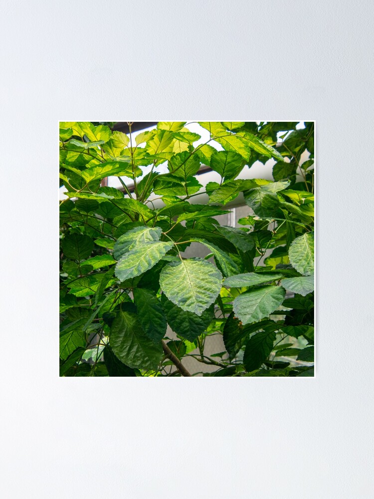 "Beautiful Green Leafy Tropical Foliage Plants" Poster for Sale by ...