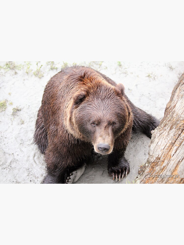 "Got Bear?" Sticker for Sale by SunnyImage | Redbubble