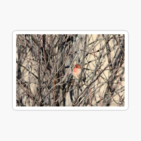 "Male House Finch" Sticker for Sale by alycetaylor | Redbubble