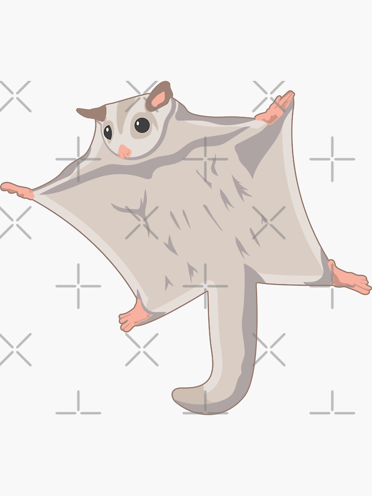 "Sugar Glider Flying" Sticker for Sale by MusaDesigns | Redbubble