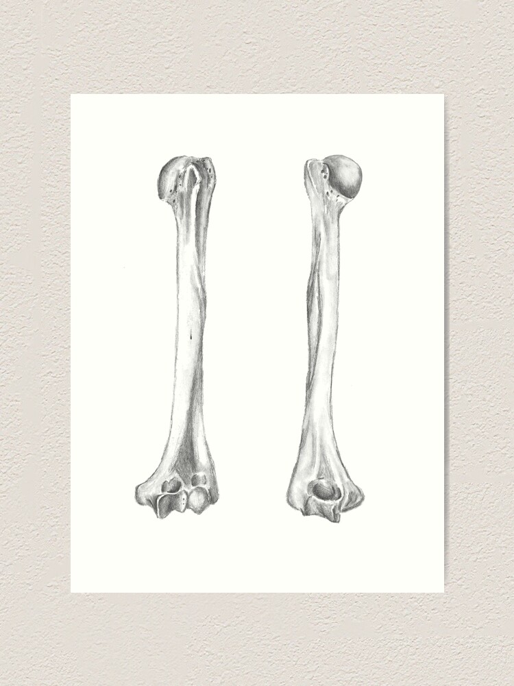 "Posterior and Anterior Left Humerus " Art Print for Sale by cecilyp7 ...