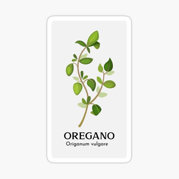 "Origanum Vulgare (Oregano)" Sticker for Sale by thesalleyhouse | Redbubble