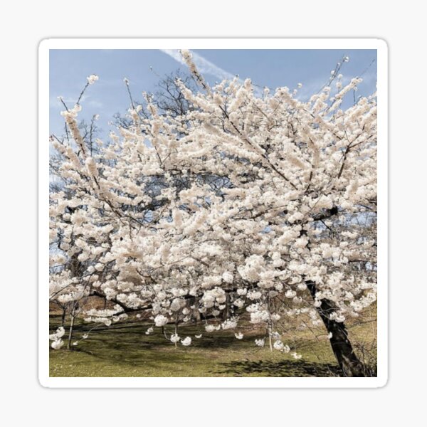 "Cute Cherry Blossom Tree" Sticker for Sale by lets-travel | Redbubble