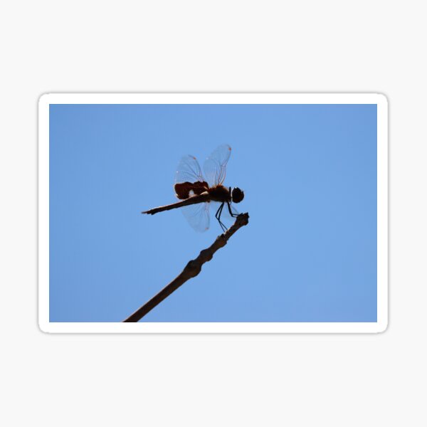 "Dragonfly Silhouette" Sticker for Sale by LisaNaturePhoto | Redbubble