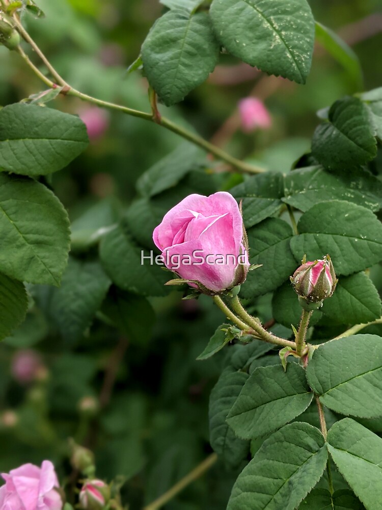"Garden pink rose bud." Sticker for Sale by HelgaScand | Redbubble