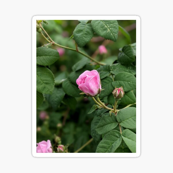 "Garden pink rose bud." Sticker for Sale by HelgaScand | Redbubble