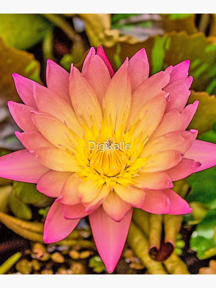 "Lotus Flower of Life" Poster for Sale by Digikalle | Redbubble