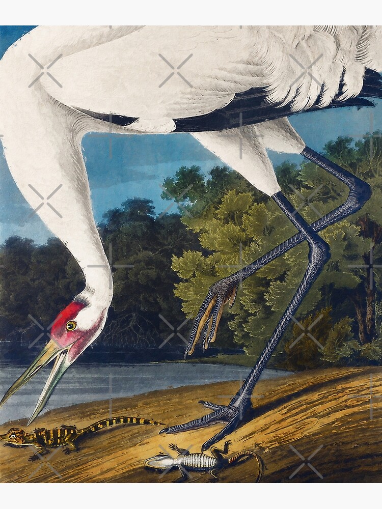 "Hooping Crane from Birds of America, Adorable Whooping Crane, Whooping ...