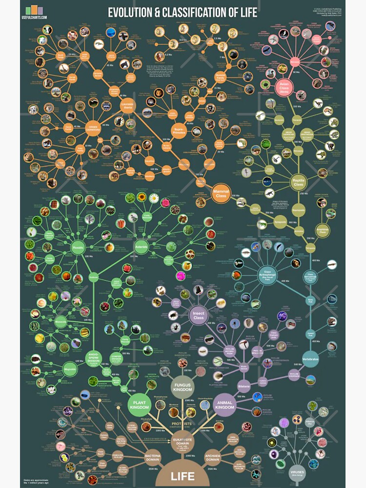 "evolution tree of life" Sticker for Sale by JohnCNeale | Redbubble