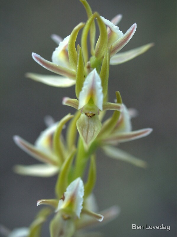 " Microtis Arenaria" by Ben Loveday | Redbubble