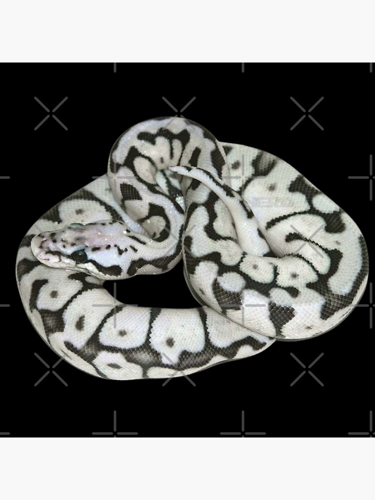 "ball python mystic potion" Poster for Sale by zaki101 | Redbubble