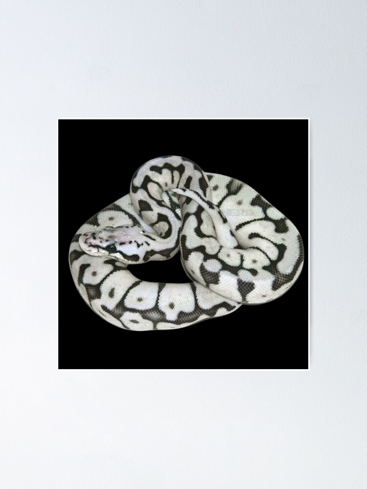 "ball python mystic potion" Poster for Sale by zaki101 | Redbubble