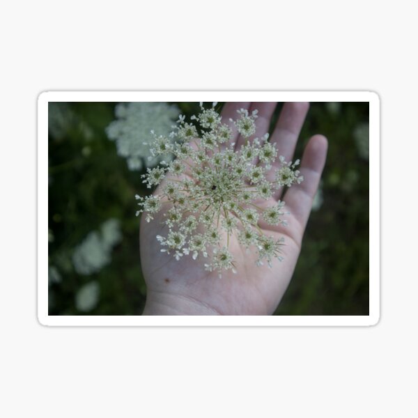 "Queen Anne's Lace" Sticker for Sale by Carly-Chapman | Redbubble