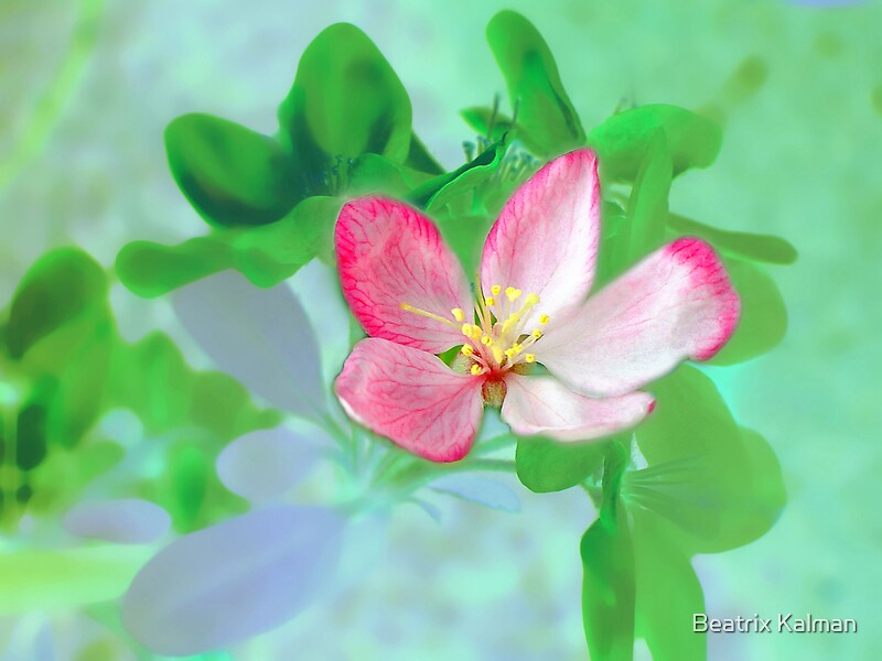 "Cherry Blossom" by Beatrix Kalman | Redbubble