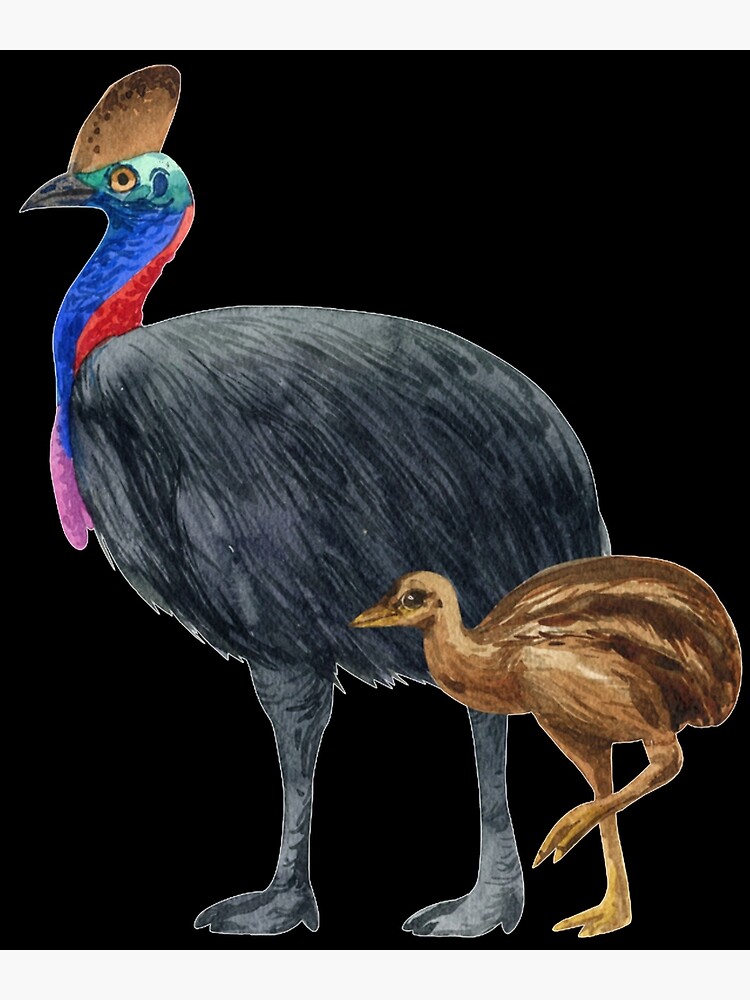 "Australian cassowary bird mom and baby,for cassowary lover " Poster ...