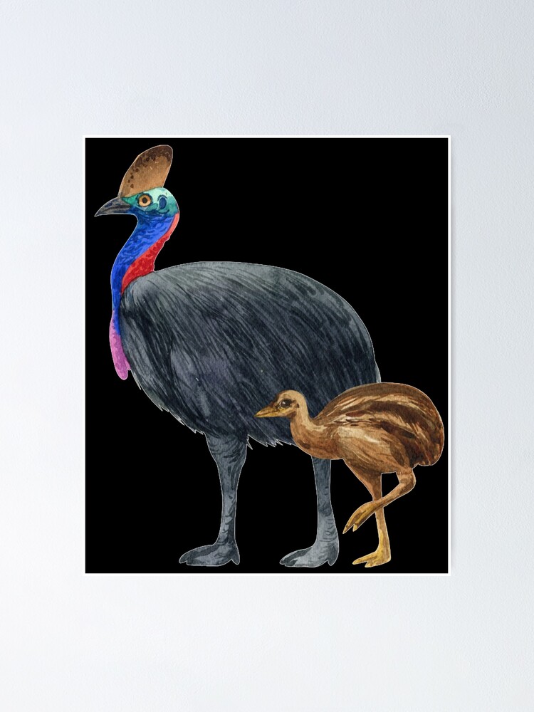 "Australian cassowary bird mom and baby,for cassowary lover " Poster ...