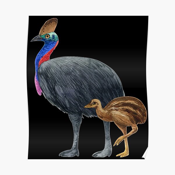 "Australian cassowary bird mom and baby,for cassowary lover " Poster ...