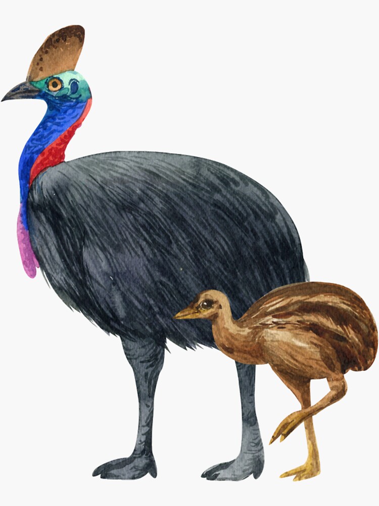 "Australian cassowary bird mom and baby,for cassowary lover " Sticker ...