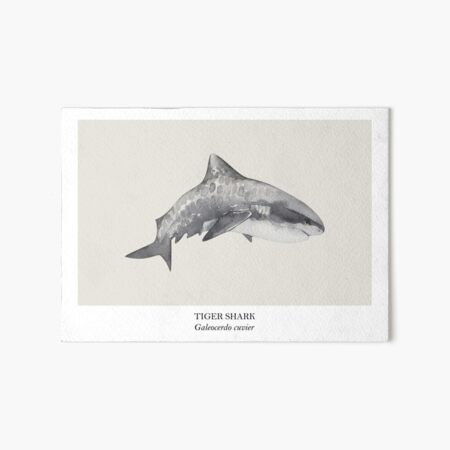 "Tiger Shark | Linen Beige | Watercolour Sea Creature" Art Board Print ...