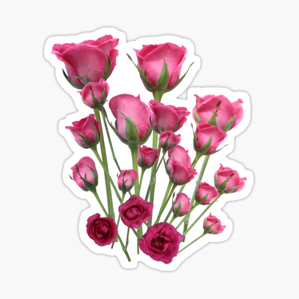 "Pretty Rose Arrangement on Transparent Background" Sticker for Sale by ...