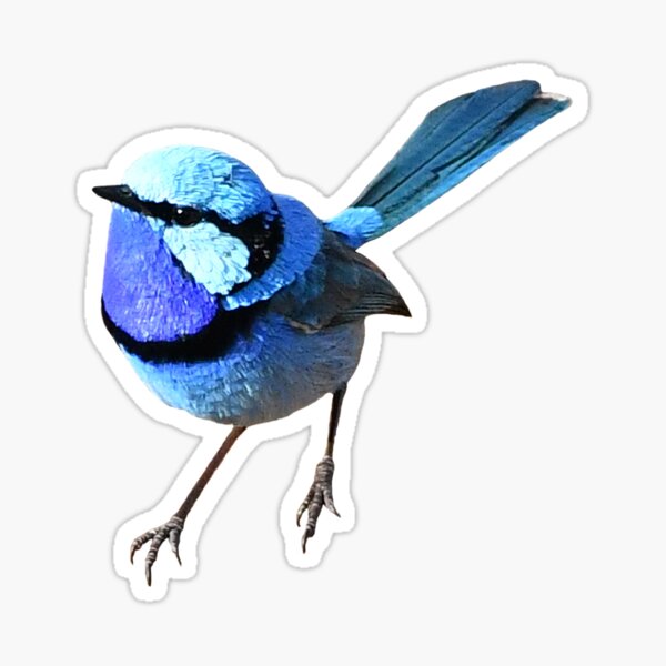 "Splendid Fairy-wren male" Sticker for Sale by quentinjlang | Redbubble