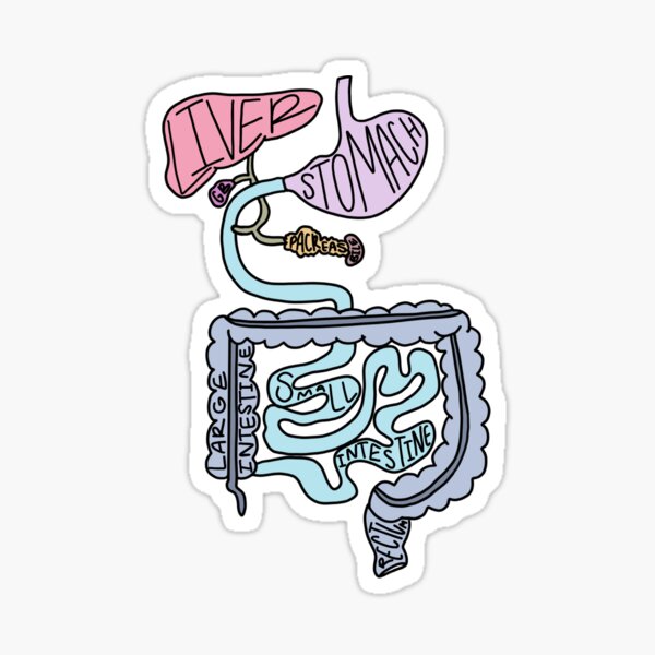 "GI Tract Cartoon Doodle" Sticker for Sale by catdas | Redbubble