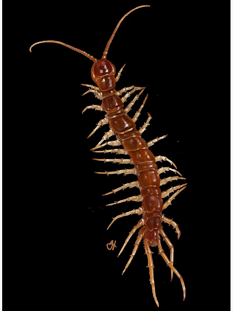 "Friendly Centipede! " Poster for Sale by HeatherSt81072 | Redbubble