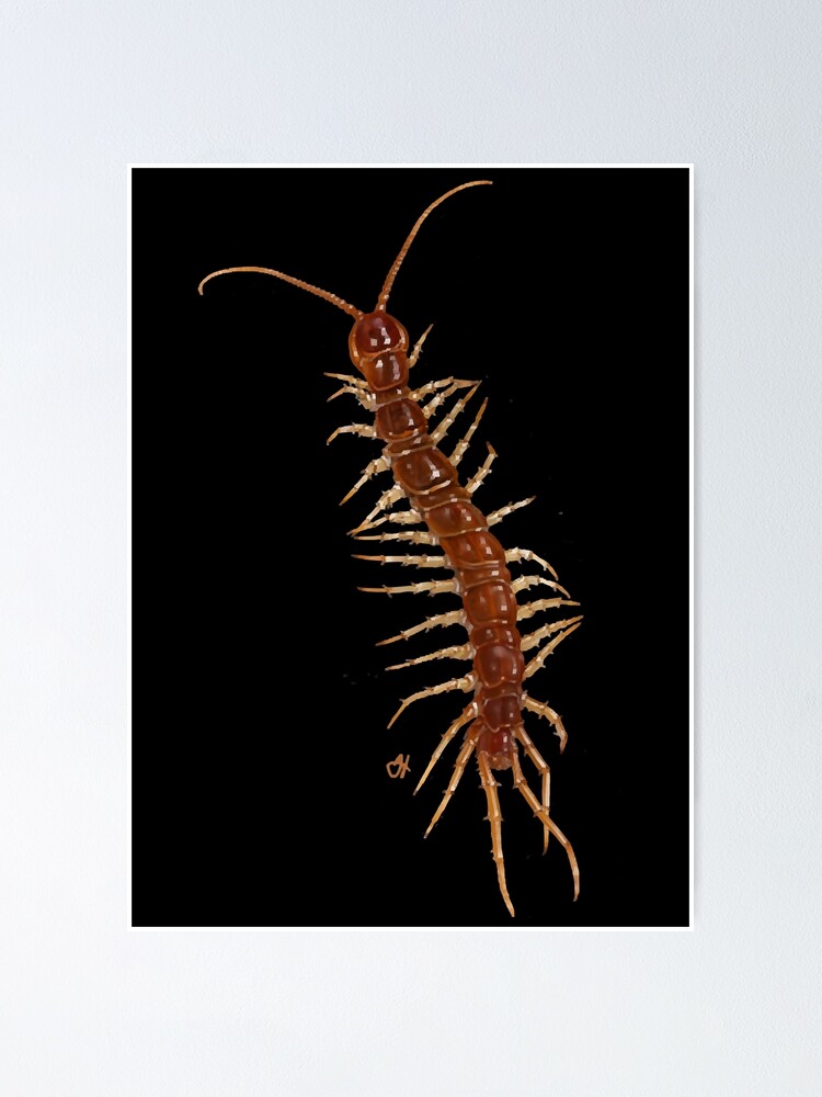 "Friendly Centipede! " Poster for Sale by HeatherSt81072 | Redbubble