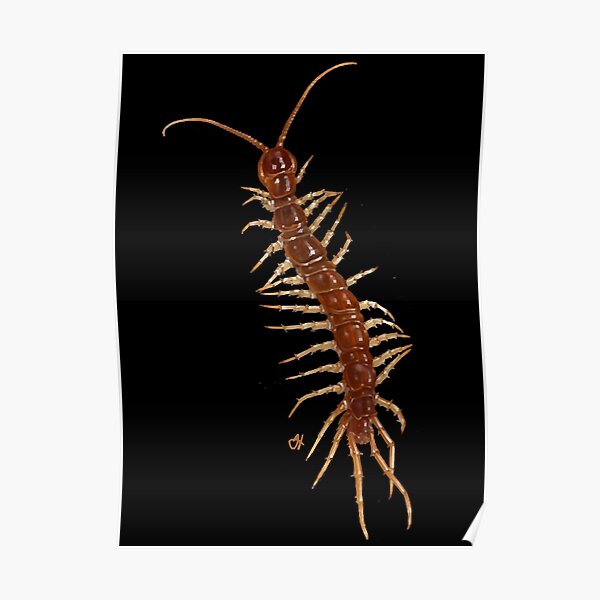 "Friendly Centipede! " Poster for Sale by HeatherSt81072 | Redbubble