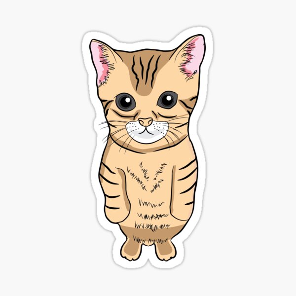 "Cute Standing Cat Meme Cute Kitten Standing on Two Feet" Sticker for ...