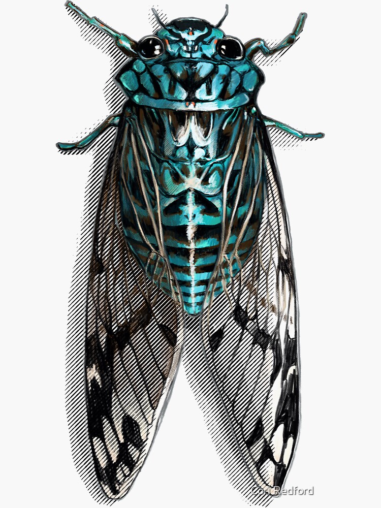 "Cicada" Sticker for Sale by coriredford | Redbubble