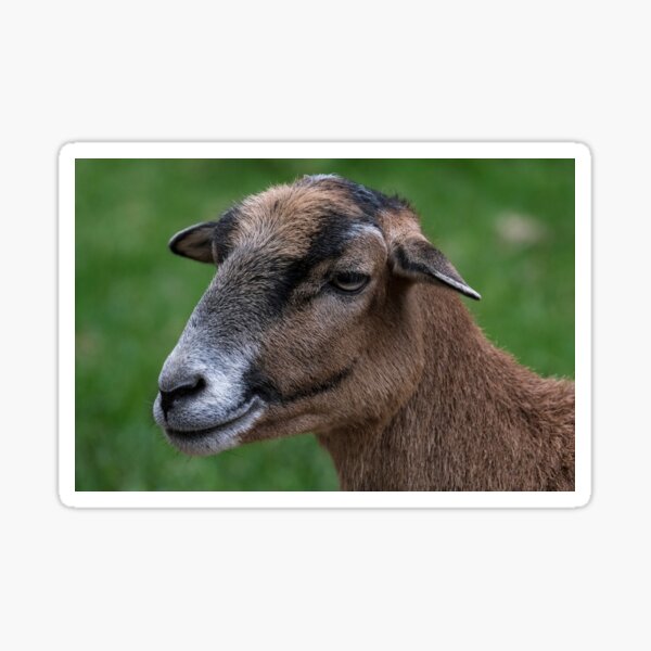 "SHEEP FACE" Sticker for Sale by BE-FOCUS | Redbubble