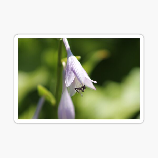 "Beautiful edible lilac hosta flower" Sticker for Sale by NebulaP ...