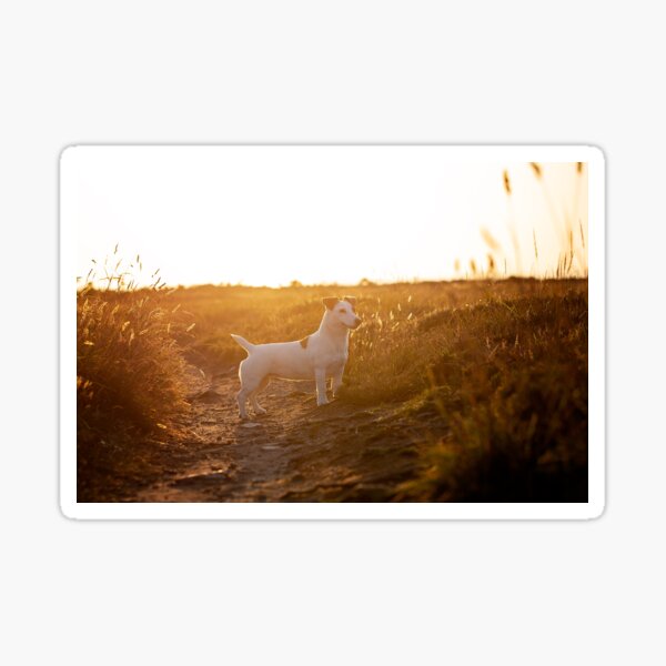 "jack russell" Sticker for Sale by Nebulae-Art | Redbubble