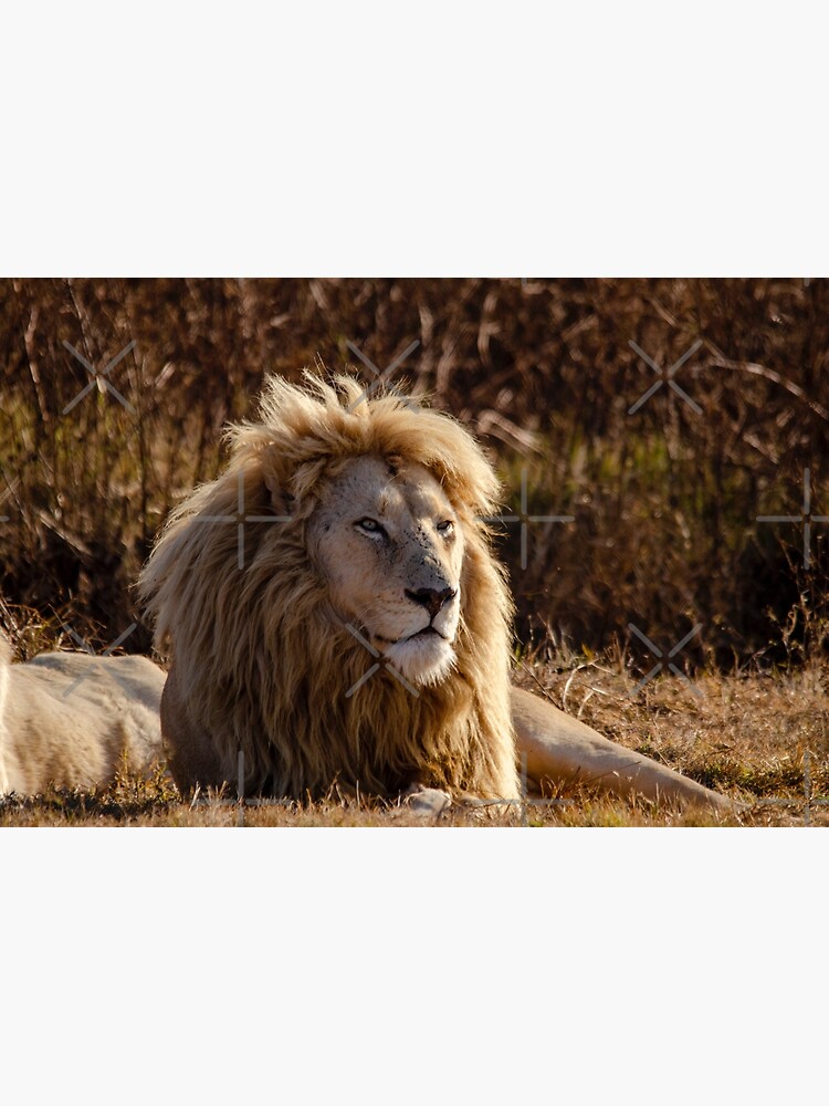 "King of the jungle." Poster for Sale by Santydedios | Redbubble