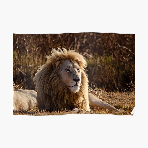 "King of the jungle." Poster for Sale by Santydedios | Redbubble